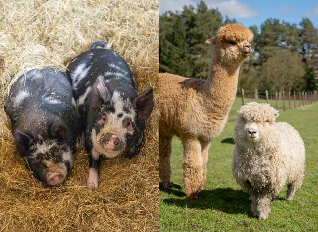 Alpaca Experiences - Wood End Alpacas