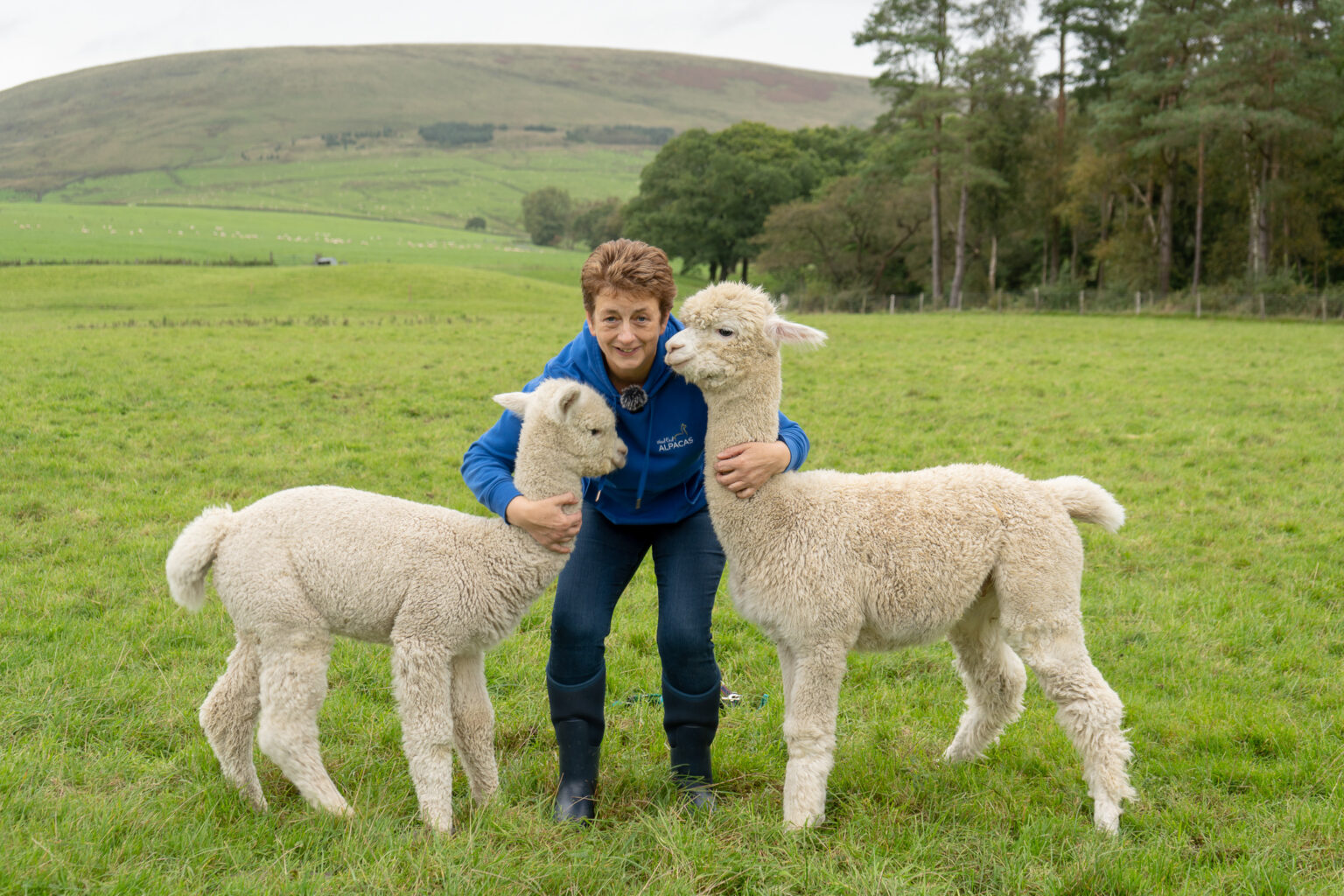 Welcome to Wood End Alpacas - Wood End Alpacas