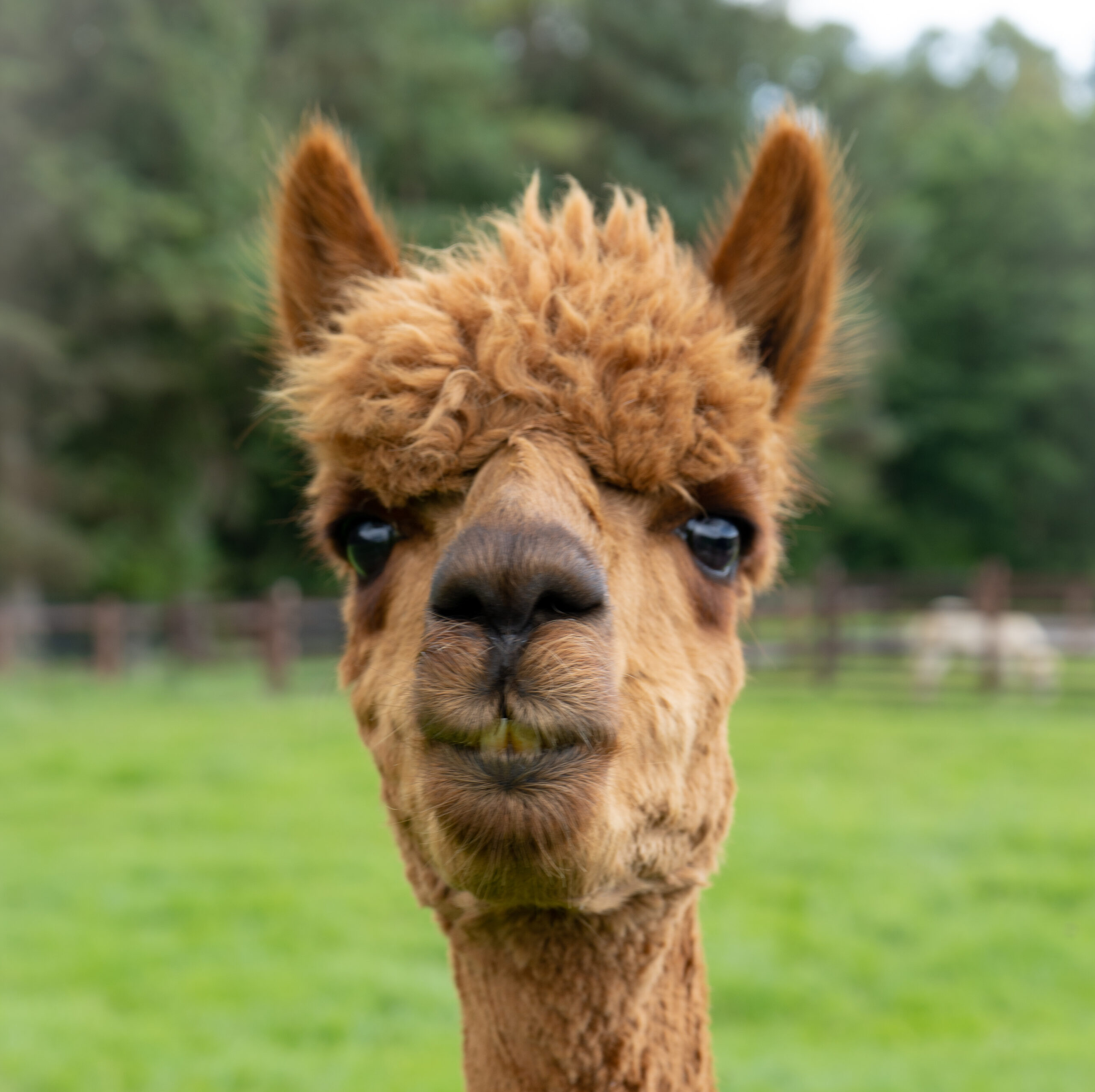 Welcome to Wood End Alpacas - Wood End Alpacas