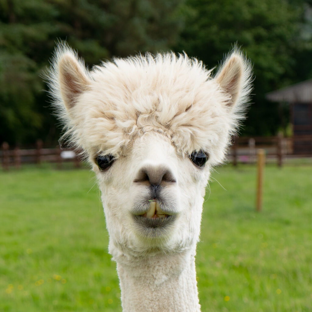 Welcome to Wood End Alpacas - Wood End Alpacas