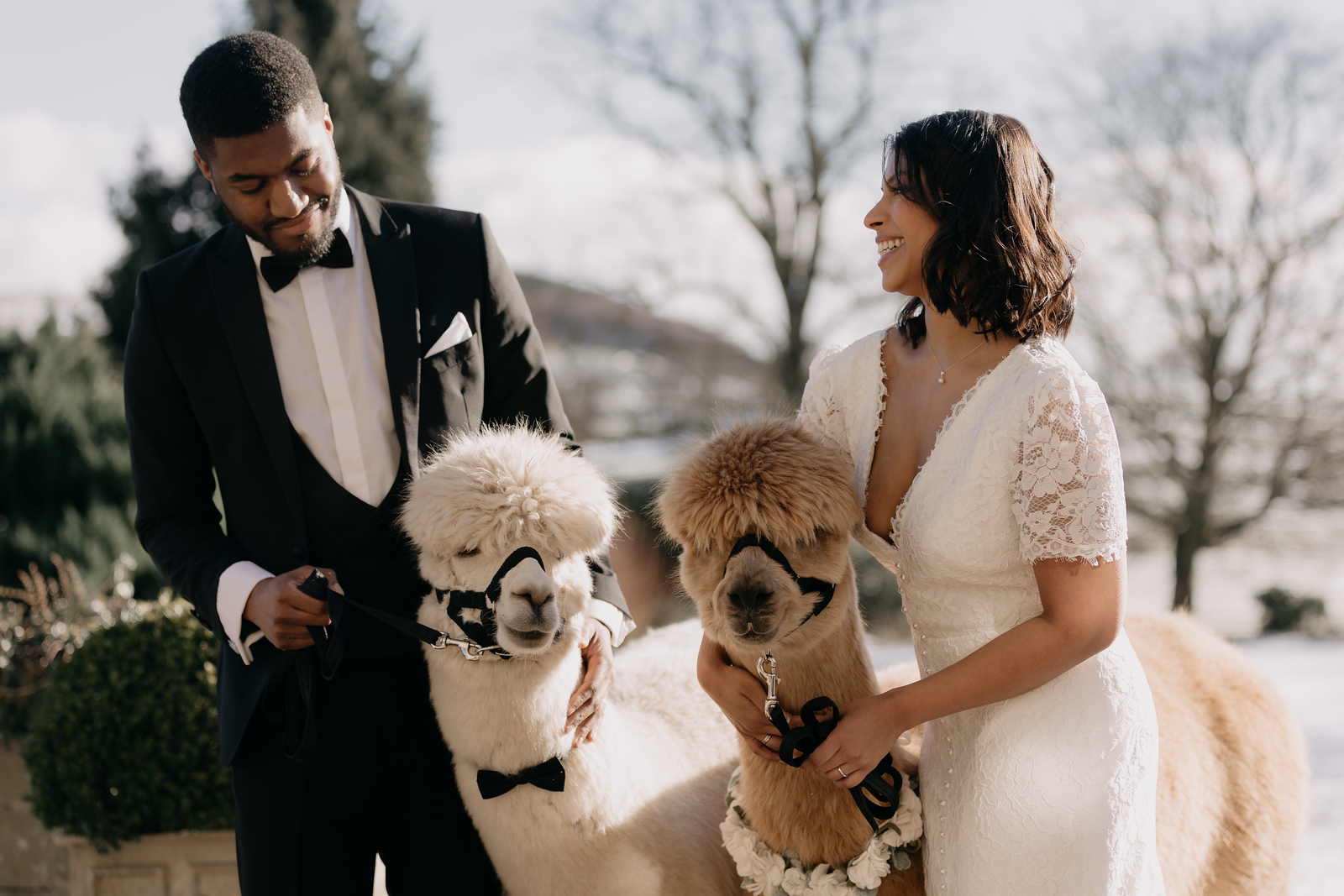 Alpaca Weddings - Wood End Alpacas