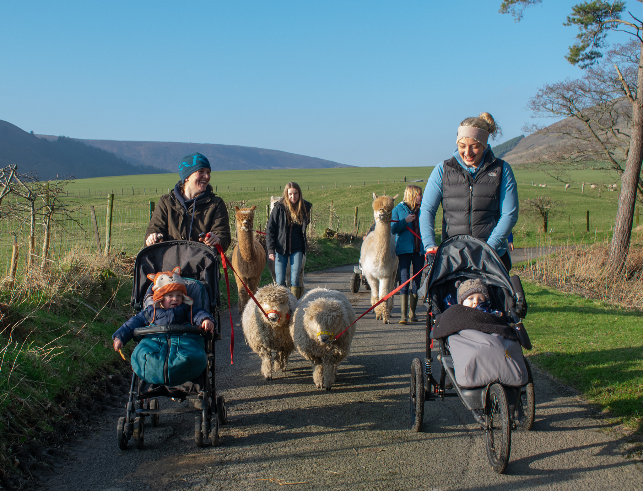 Contact Us - Wood End Alpacas
