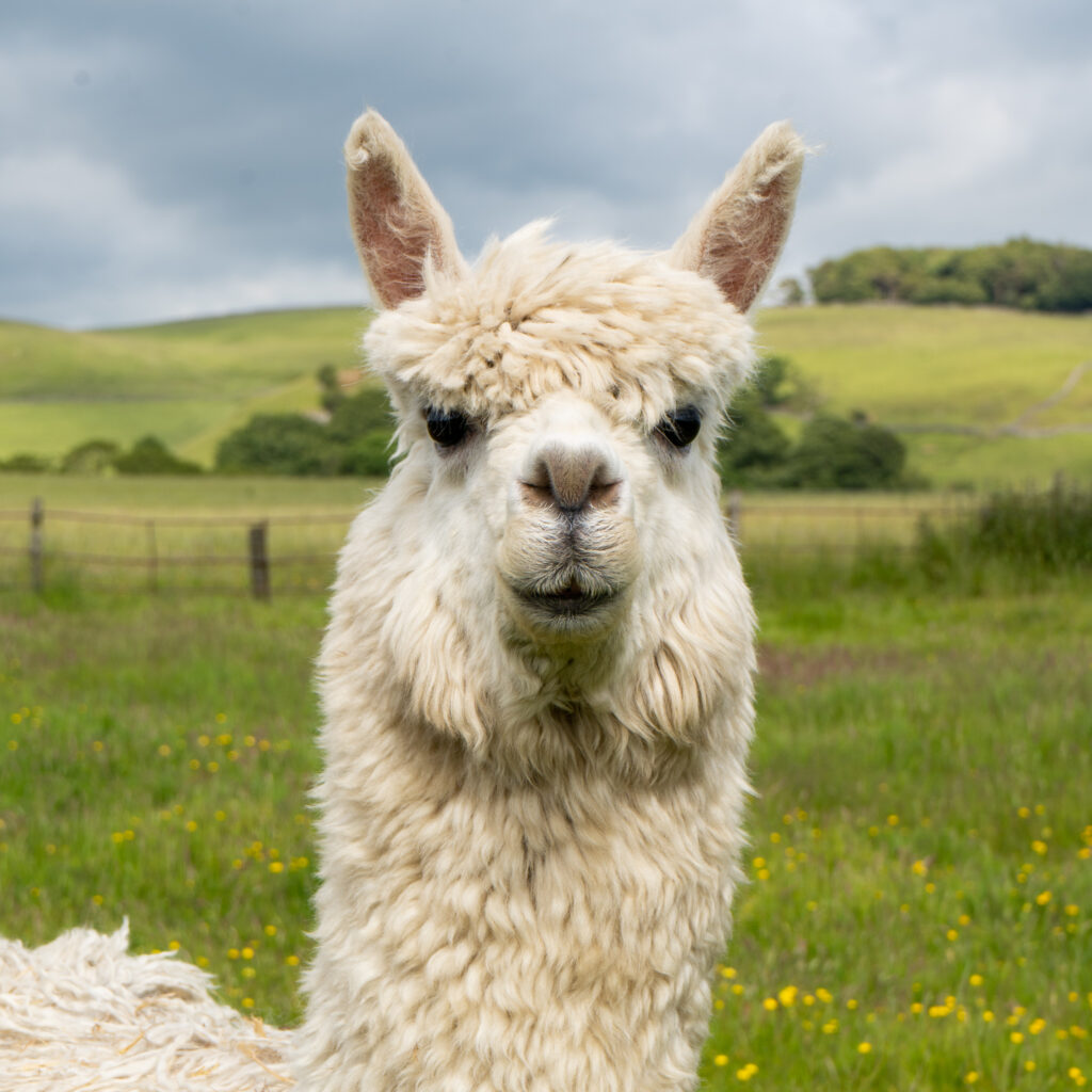 Welcome to Wood End Alpacas - Wood End Alpacas