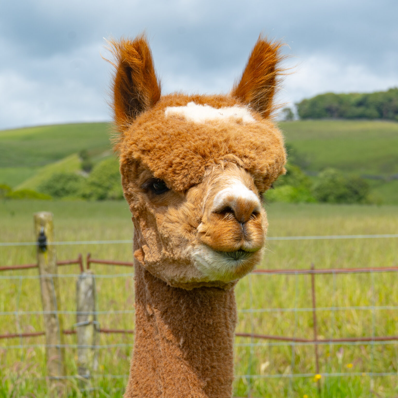 Welcome to Wood End Alpacas - Wood End Alpacas